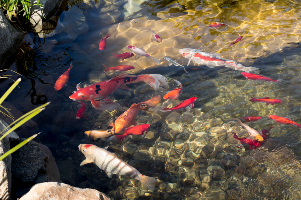 Koi Fish Pond With a View! - Southwestern - Landscape - Los Angeles ...