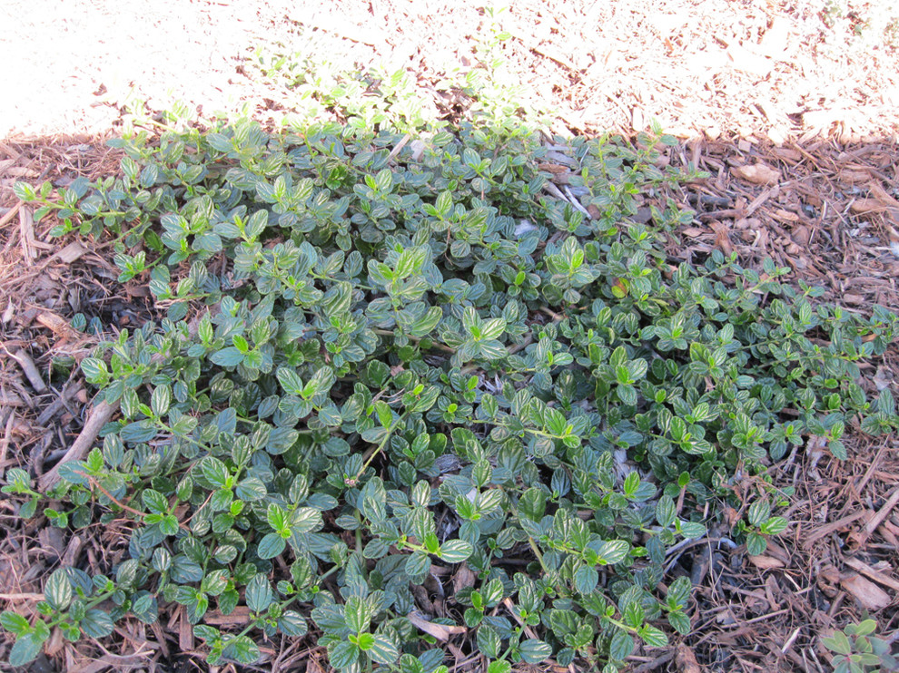 Laguna Beach California Native Front Yard - Traditional - Landscape ...