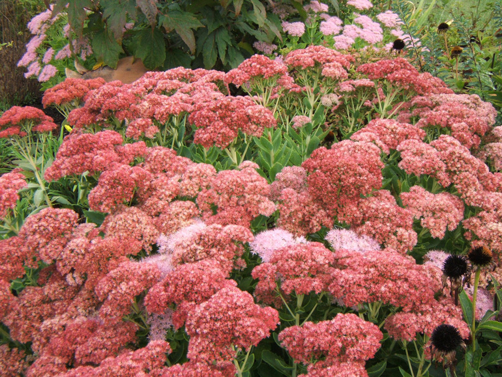 Landscape & Hardscape - Traditional - Landscape - Columbus - by Living ...