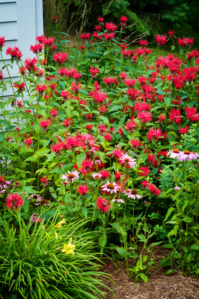 Landscape Design - Plant Combinations - Traditional - Garden ...
