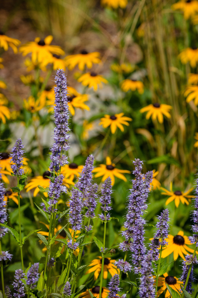 Landscape Design - Plant Combinations - Traditional - Landscape ...