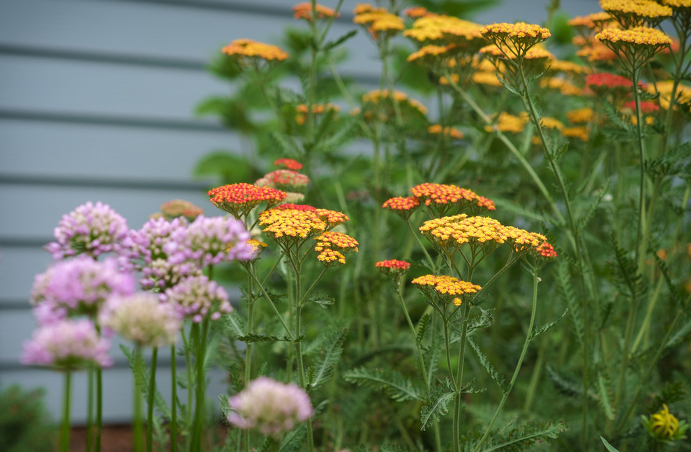 Landscape Design - Plant Combinations - Traditional - Landscape ...