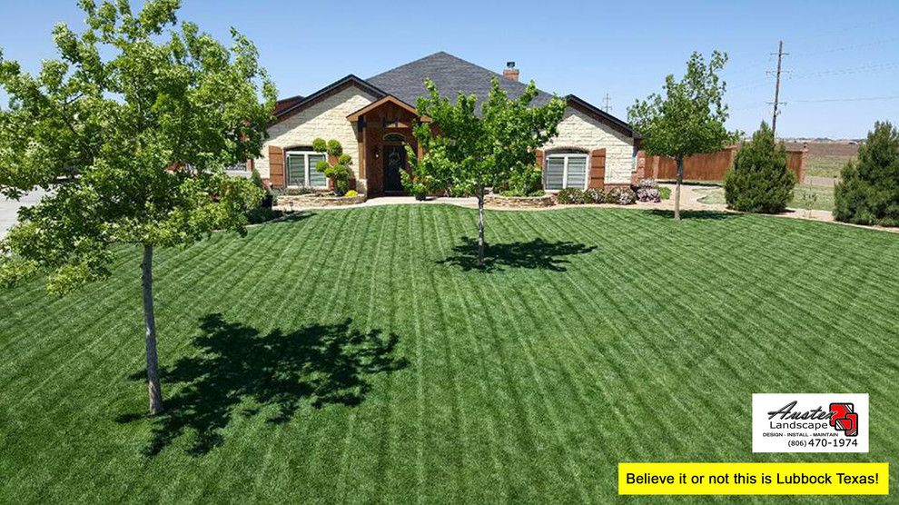 Landscape Lubbock Design Install Maintain Fescue Grass 01 - Traditional ...