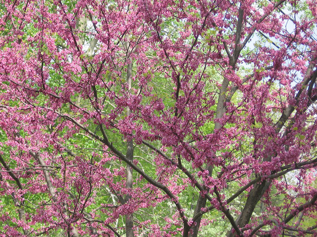 Great Design Plant: Eastern Redbud
