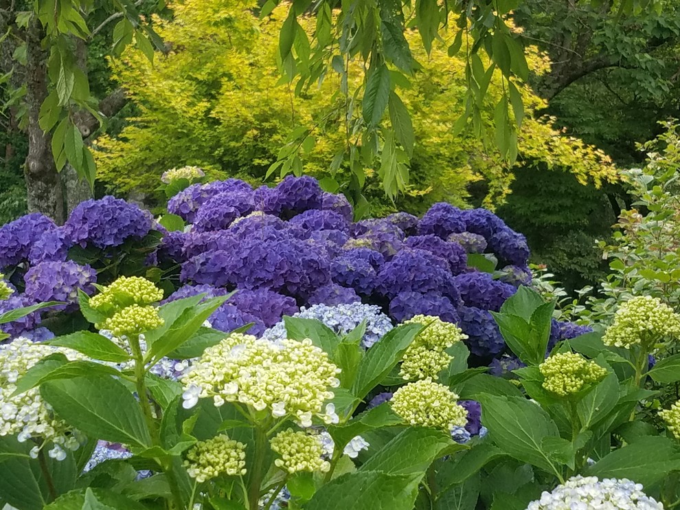 Landscape - Traditional - Landscape - Orange County - by Trophy ...