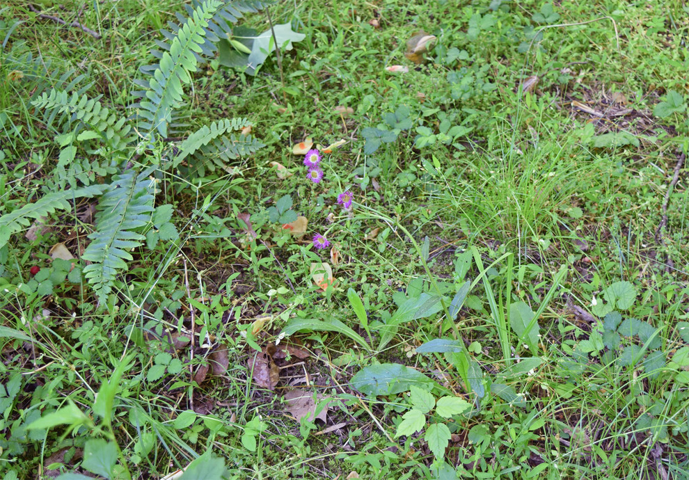 The Essential Weed Hit List