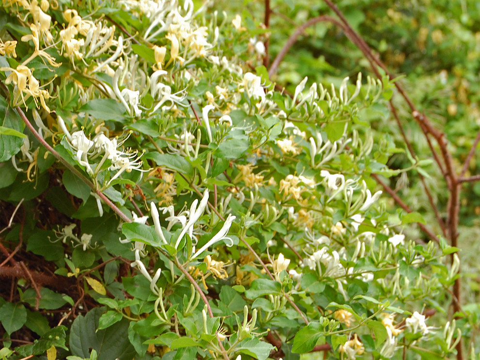 The Essential Weed Hit List