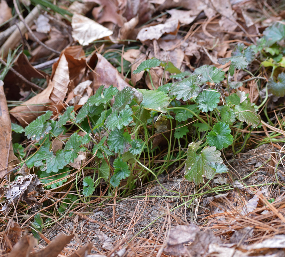The Essential Weed Hit List