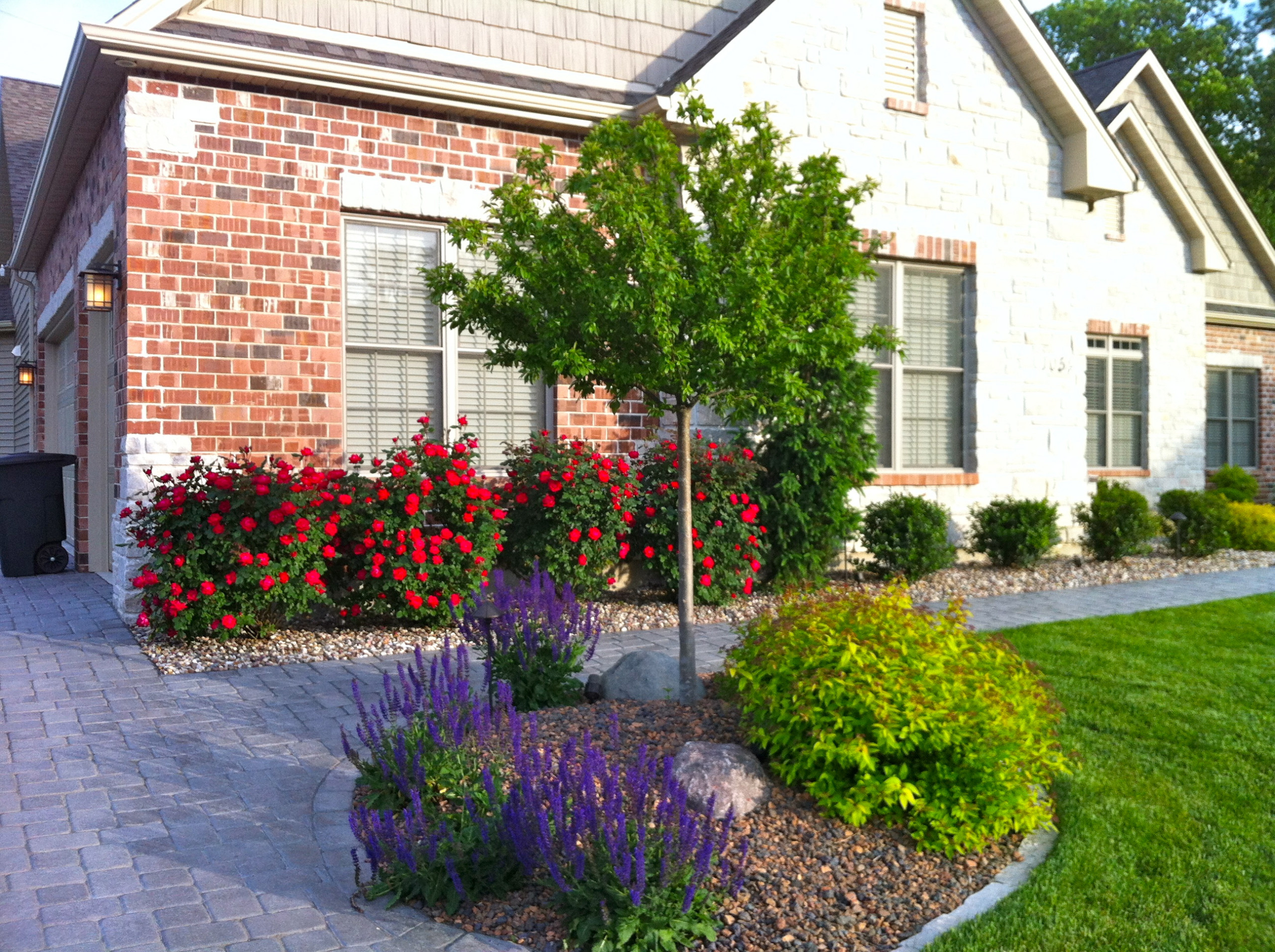 Knockout Rose Garden Design Ideas