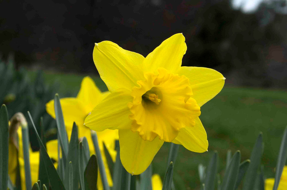 Large-cupped daffodil - Traditional - Landscape - New York - by The New ...