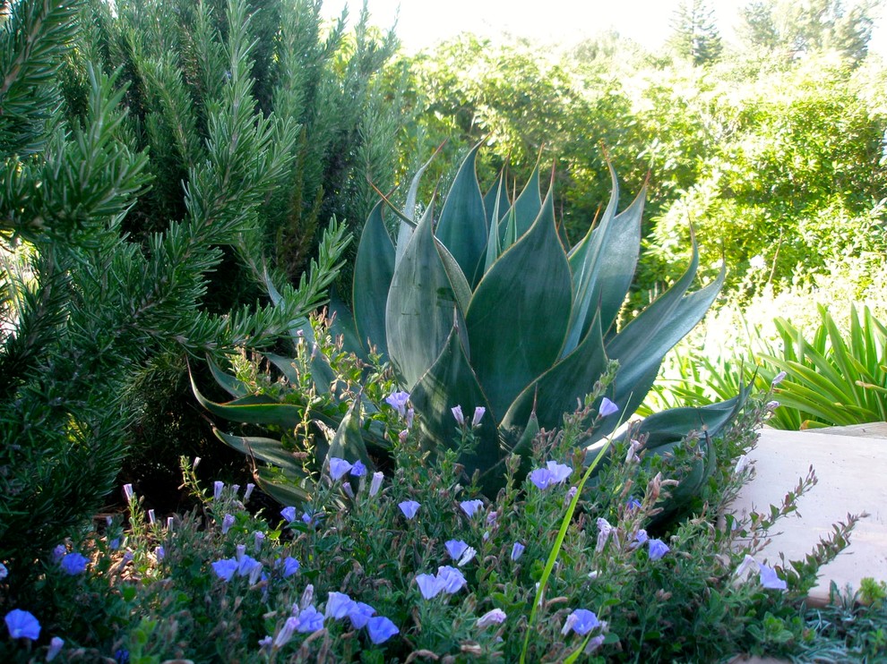 Las Alturas Road, Santa Barbara - Mediterranean - Landscape - Santa ...