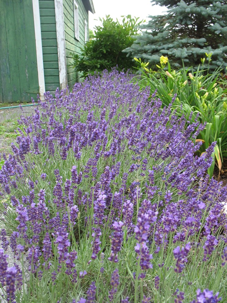Lavender Driveway Border - Farmhouse - Landscape - Burlington - by ...