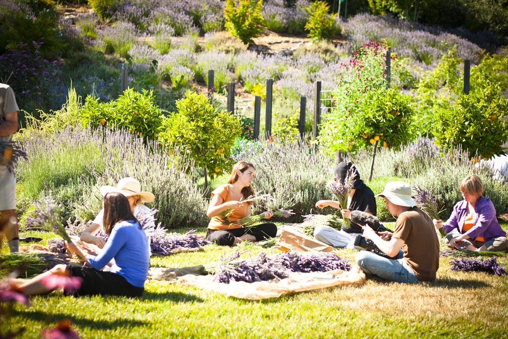 Lavender Harvest for Organic, Biodynamic Essential Oil Distillation ...