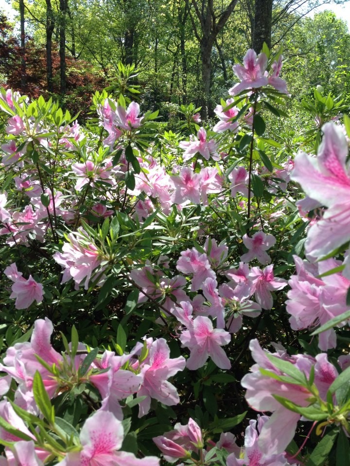 Lawn Envy Projects - Traditional - Landscape - Atlanta - by Lawn Envy ...