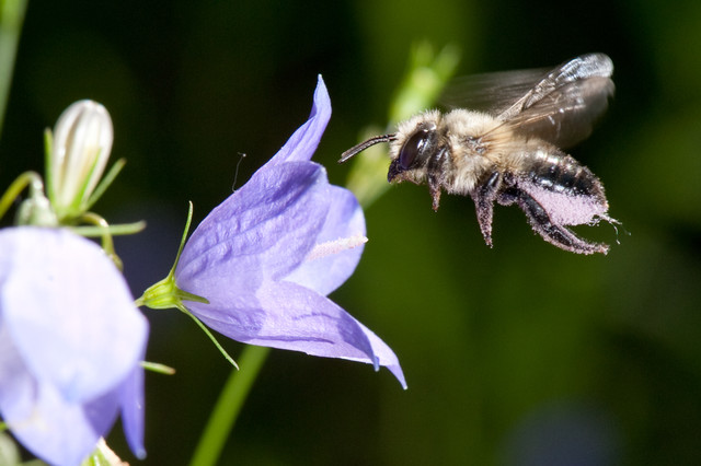 Put Out the Welcome Mat for Leafcutter Bees in Your Garden