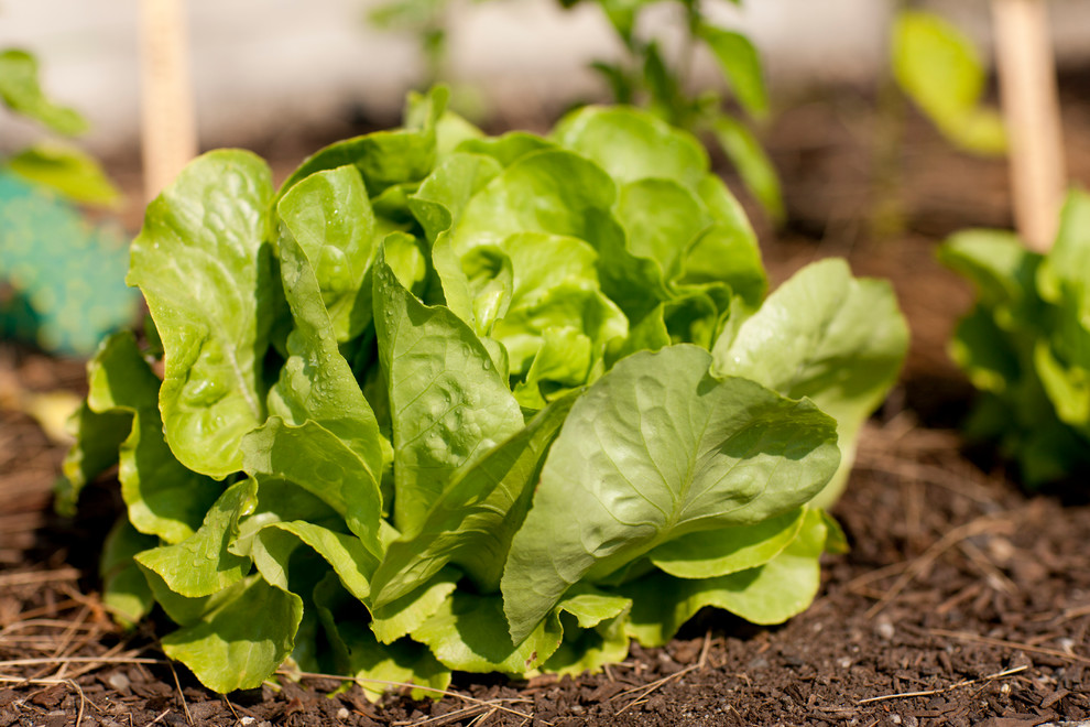 Lettuce - Landscape - New York - by The New York Botanical Garden | Houzz