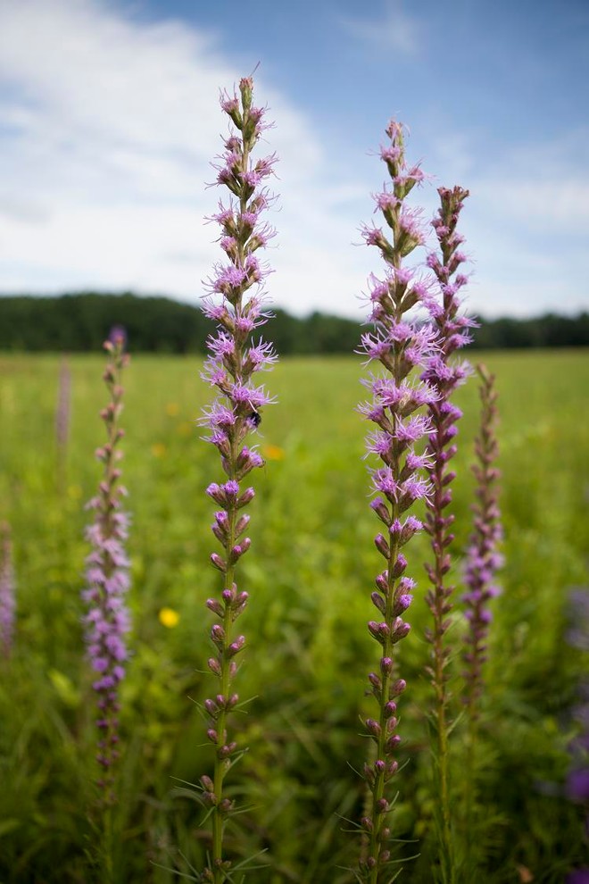 Liatris - Landscape - Philadelphia - by Longwood Gardens | Houzz