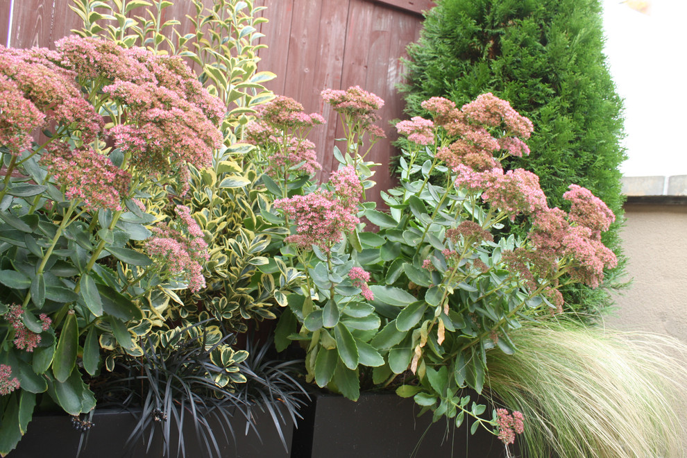 LIC Rooftop - Contemporary - Landscape - New York - by New Eco ...