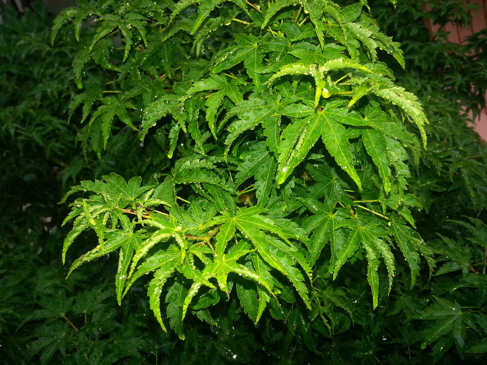 Lion Mane's Japanese Maple Closeup at night - Traditional - Landscape ...