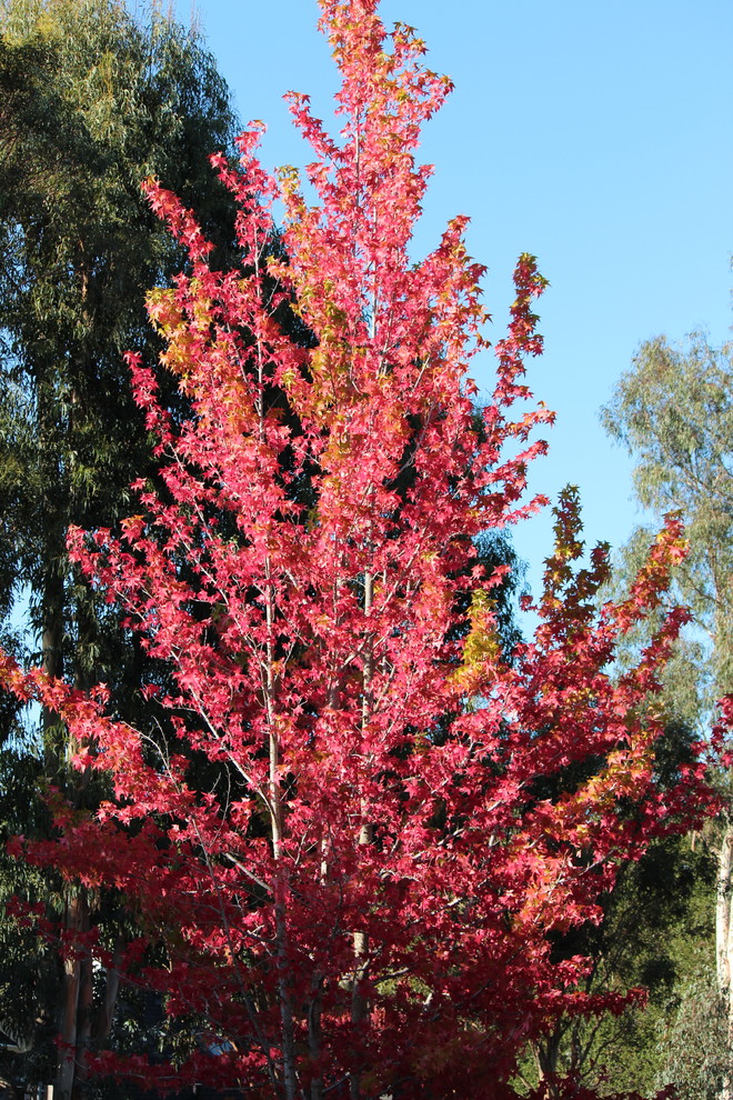 Liquidambar styraciflua in fall color - Traditional - Landscape - San ...