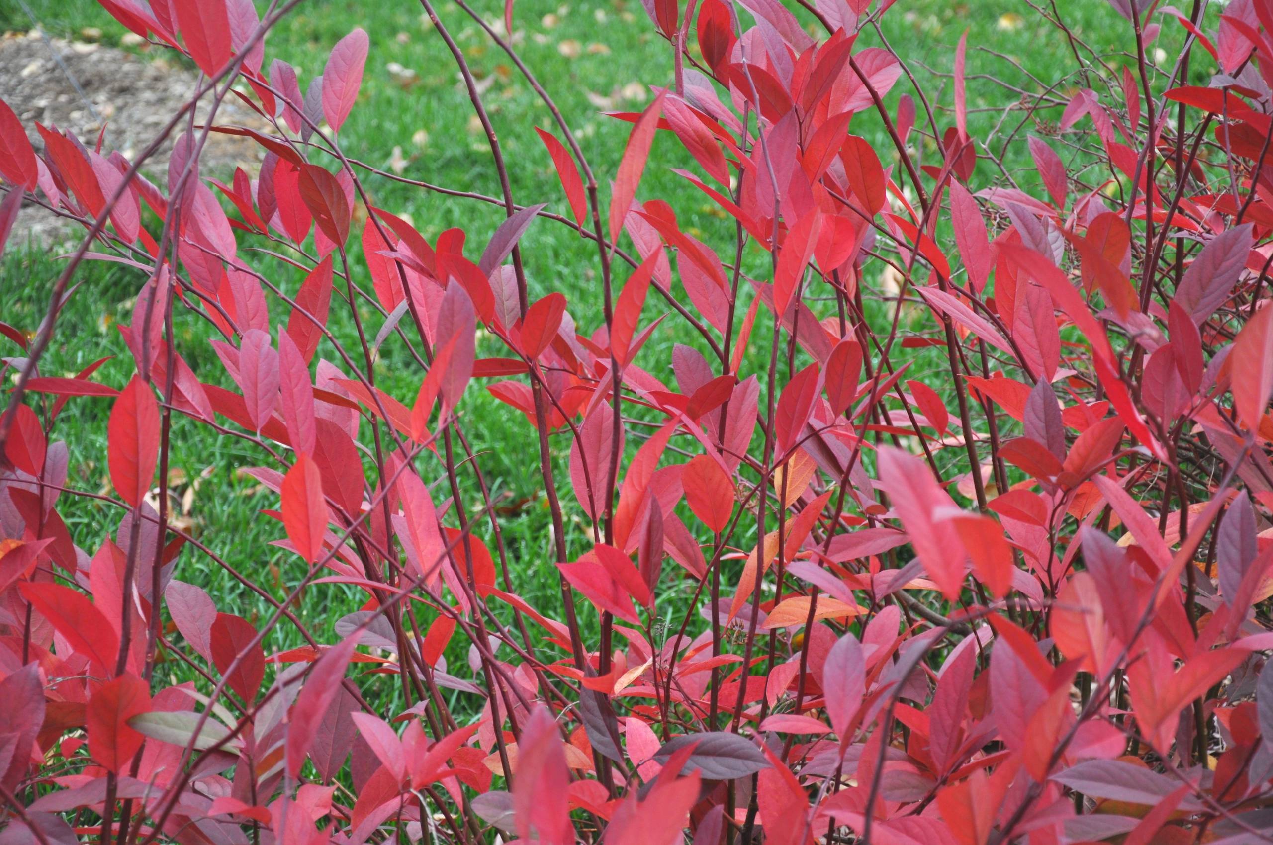 Great Design Plant: 'Little Henry' Sweetspire