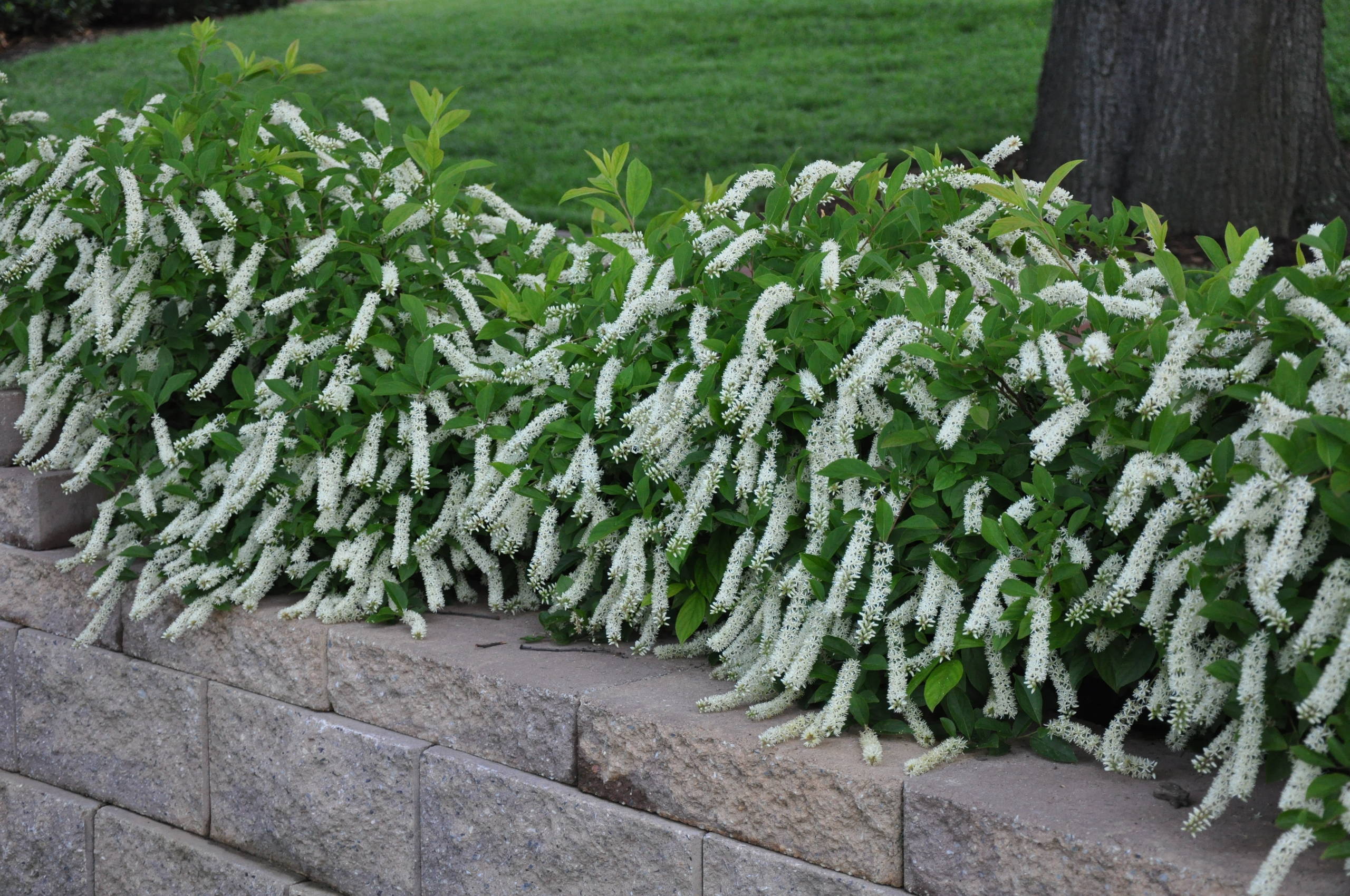 Great Design Plant: 'Little Henry' Sweetspire