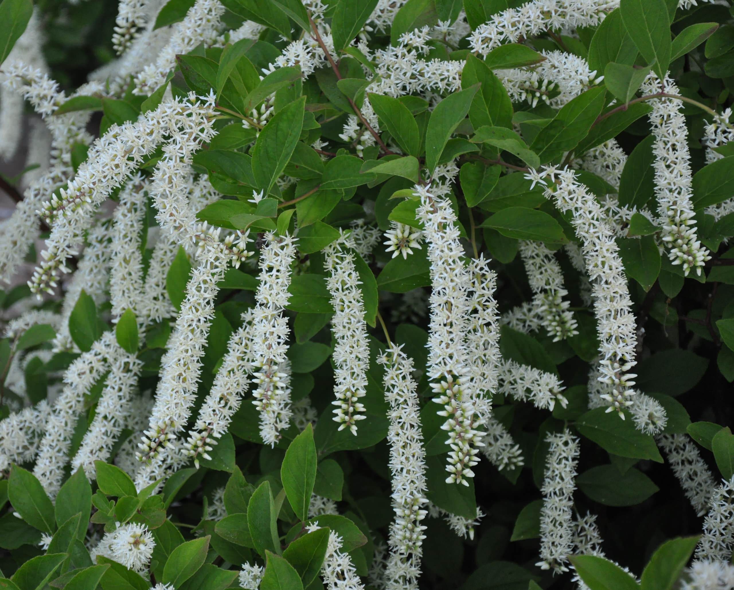 Great Design Plant: 'Little Henry' Sweetspire