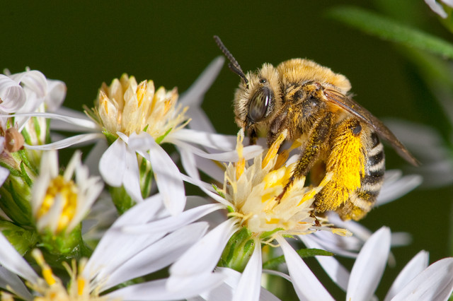 Look for Long-Horned Bees on Summer's Flowers
