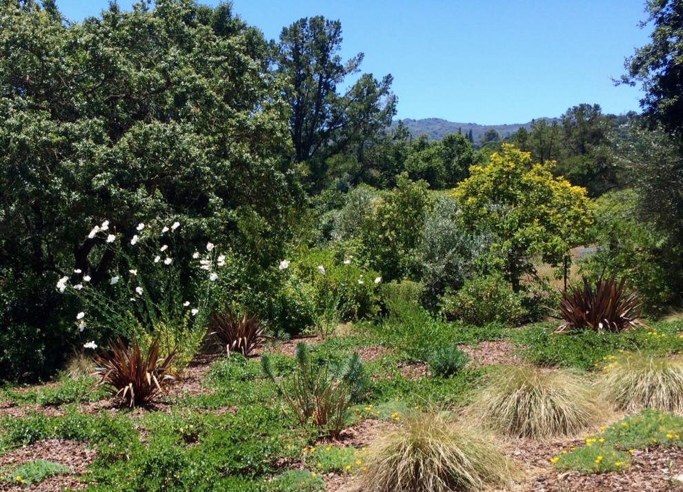 Los Altos Hills Native Garden - Mediterranean - Landscape - San ...