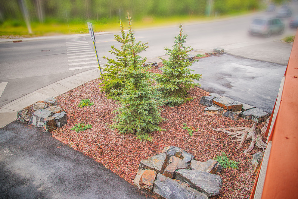 Low Maintenance Front Yard with Trees & Shrubs - Classique - Jardin ...