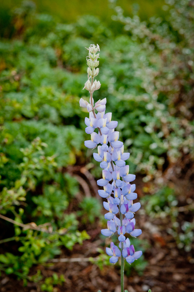 Lupine - Landscape - Los Angeles - by FormLA Landscaping | Houzz