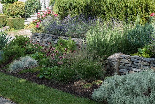 Lush Drought Tolerant Plantings - Jardín - Vancouver - de Matt Kilburn ...