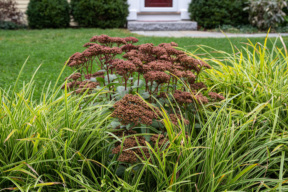 Lush Front Yard - Traditional - Landscape - Boston - by a Blade of ...