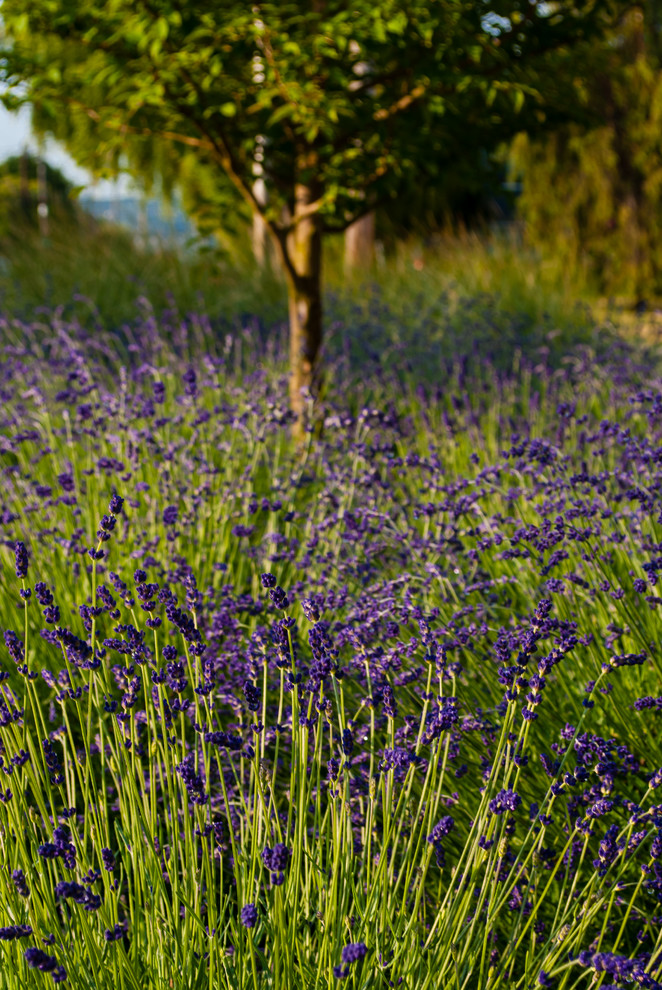 Magnolia Modern - Contemporary - Landscape - Seattle - by Mark S. Garff ...