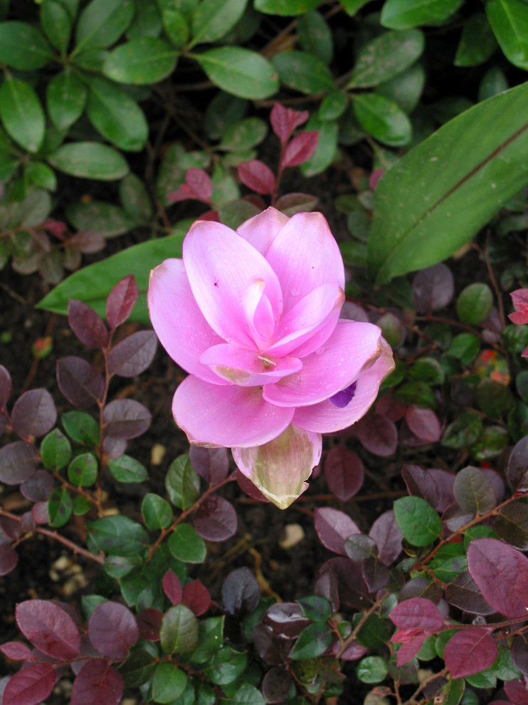 Mediterranean Style Home and Gardens - Traditional - Garden - Houston ...