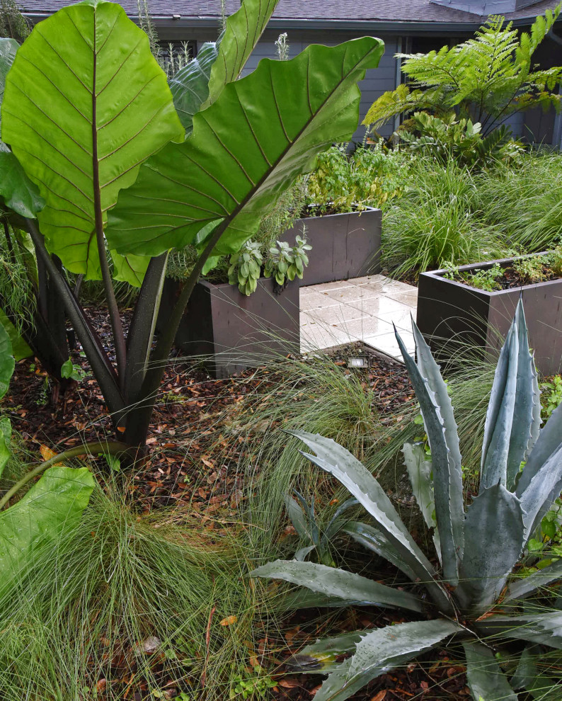 Mid-Century Modern Garden - Midcentury - Landscape - Orlando - by ...