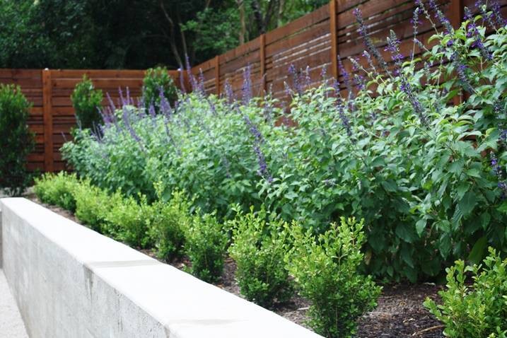 Minimalist Backyard - Modern - Landscape - Austin - by Robert Leeper ...