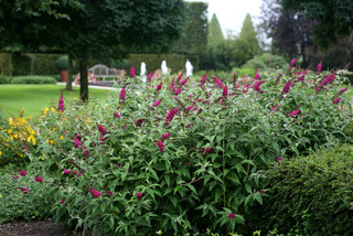 'Miss Ruby' Butterfly Bush (Buddleia) - Eclectic - Garden - Grand ...