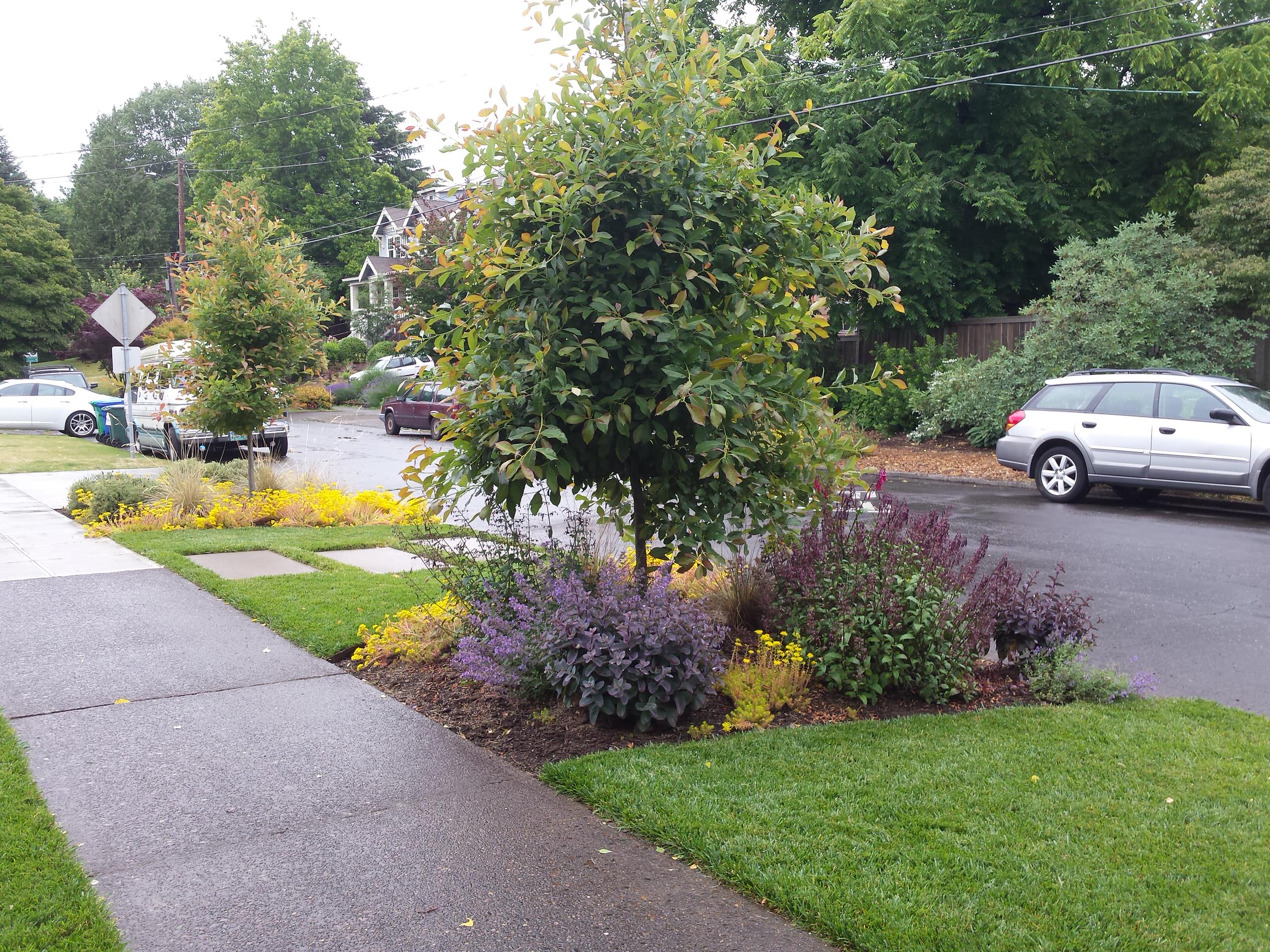 Modern Parking Strip Landscape Ideas Parking Strip Plantings