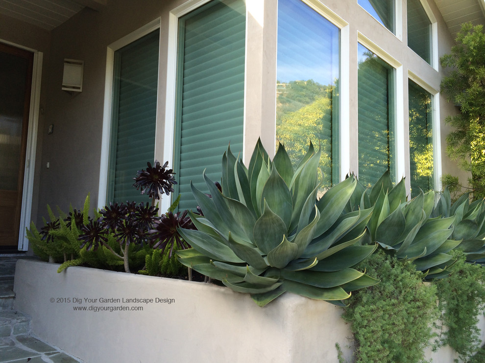 Modern Landscape with Architectural Plants and Succulents - Greenbrae ...
