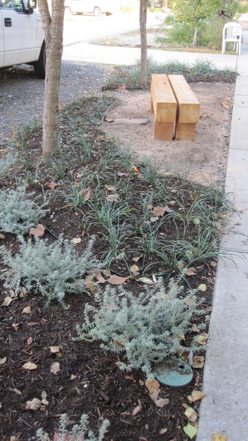 Modern no lawn front yard! - Contemporary - Garden - Houston - by ...