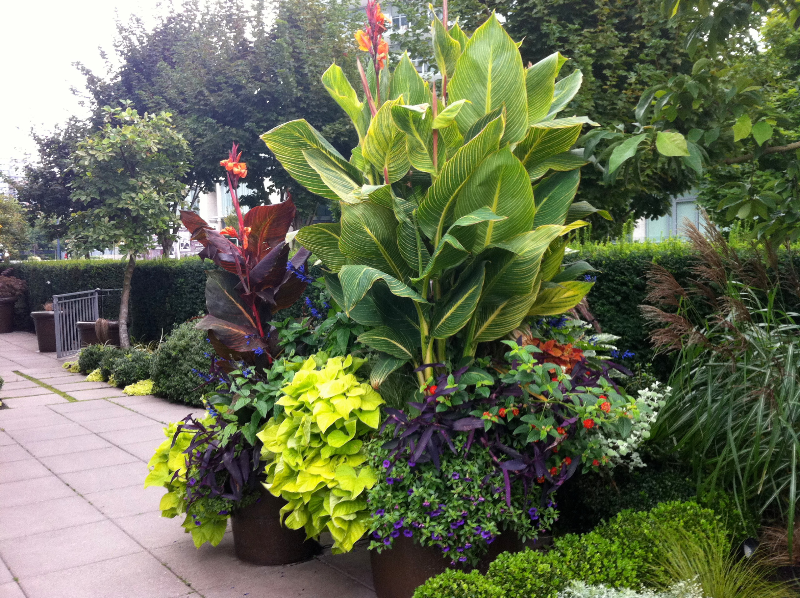 Companion Plants For Cannas In Containers How To Arrange Plants In