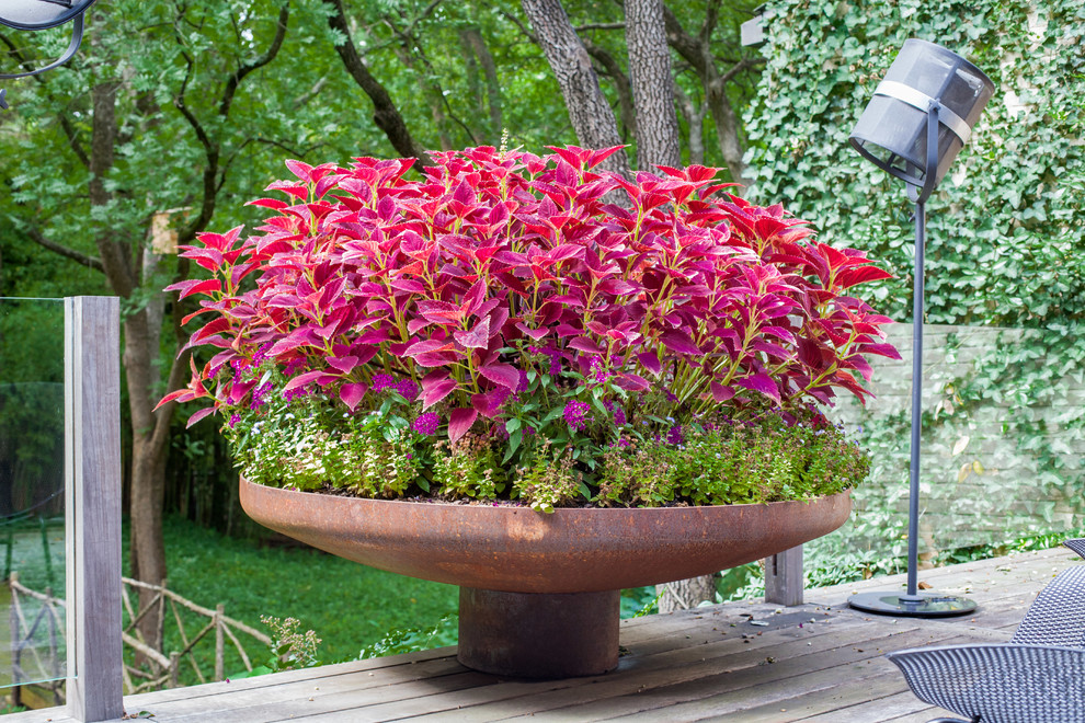 Modern Woodland - Contemporary - Landscape - Dallas - by Blue Ribbon ...