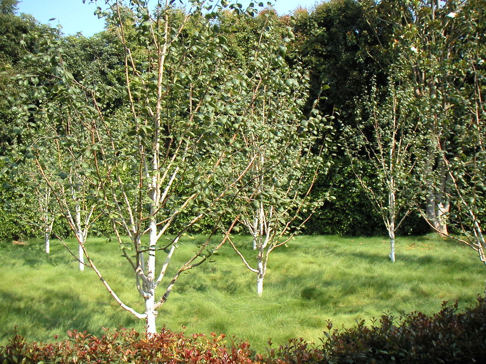 montecito restoration 7 - Mediterranean - Landscape - Santa Barbara ...