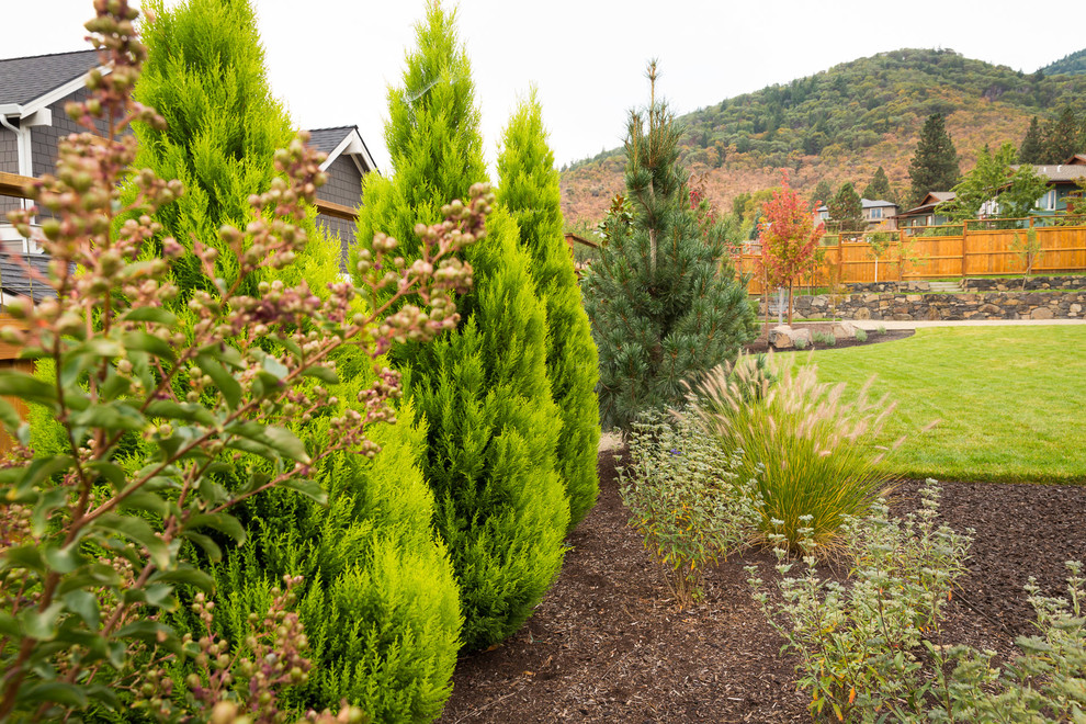 Monterey Cypress + Vanderwolf's Pyramid Pine - Traditional - Landscape ...
