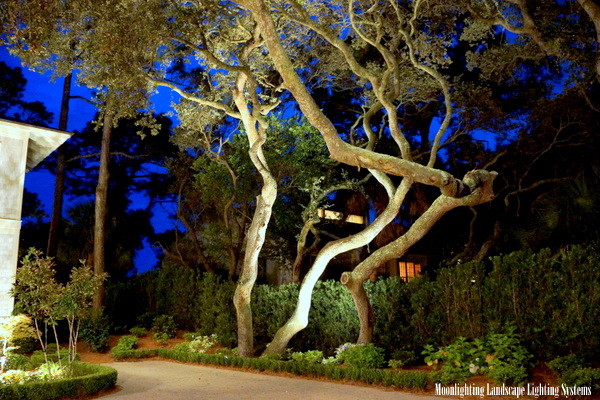 Moonlighting Sets A Sea Pines Landscape Aglow - Contemporary ...
