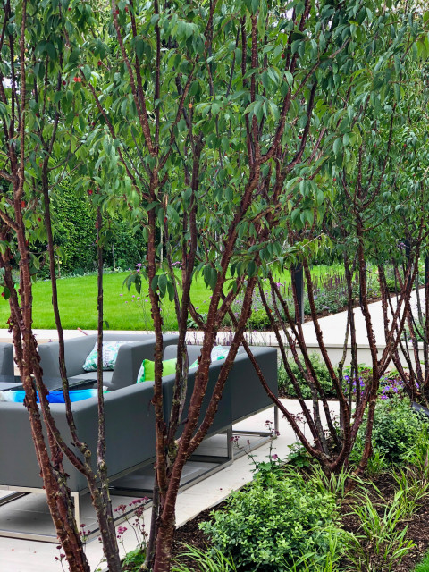 Multi-stemmed trees in our Harpenden Garden design - Modern - Garten ...
