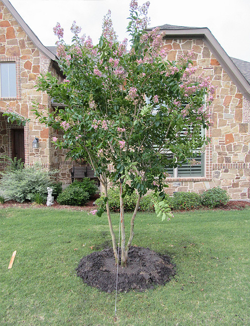 Muskogee Crape Myrtle - Landscape - Dallas - by Treeland Nursery | Houzz