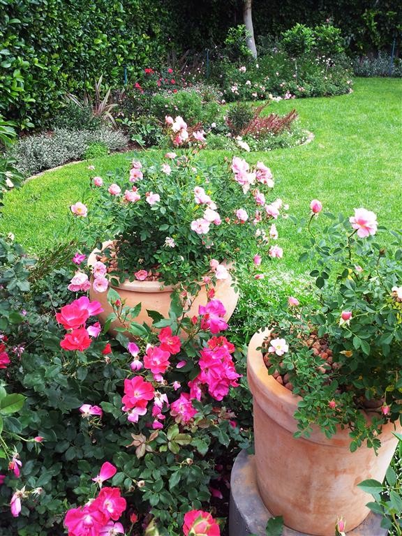 my own garden - Traditional - Garden - by Helét van Blerk | Houzz UK
