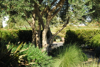 Napa Style Residence - Mediterranean - Landscape - Other - by Westfall ...